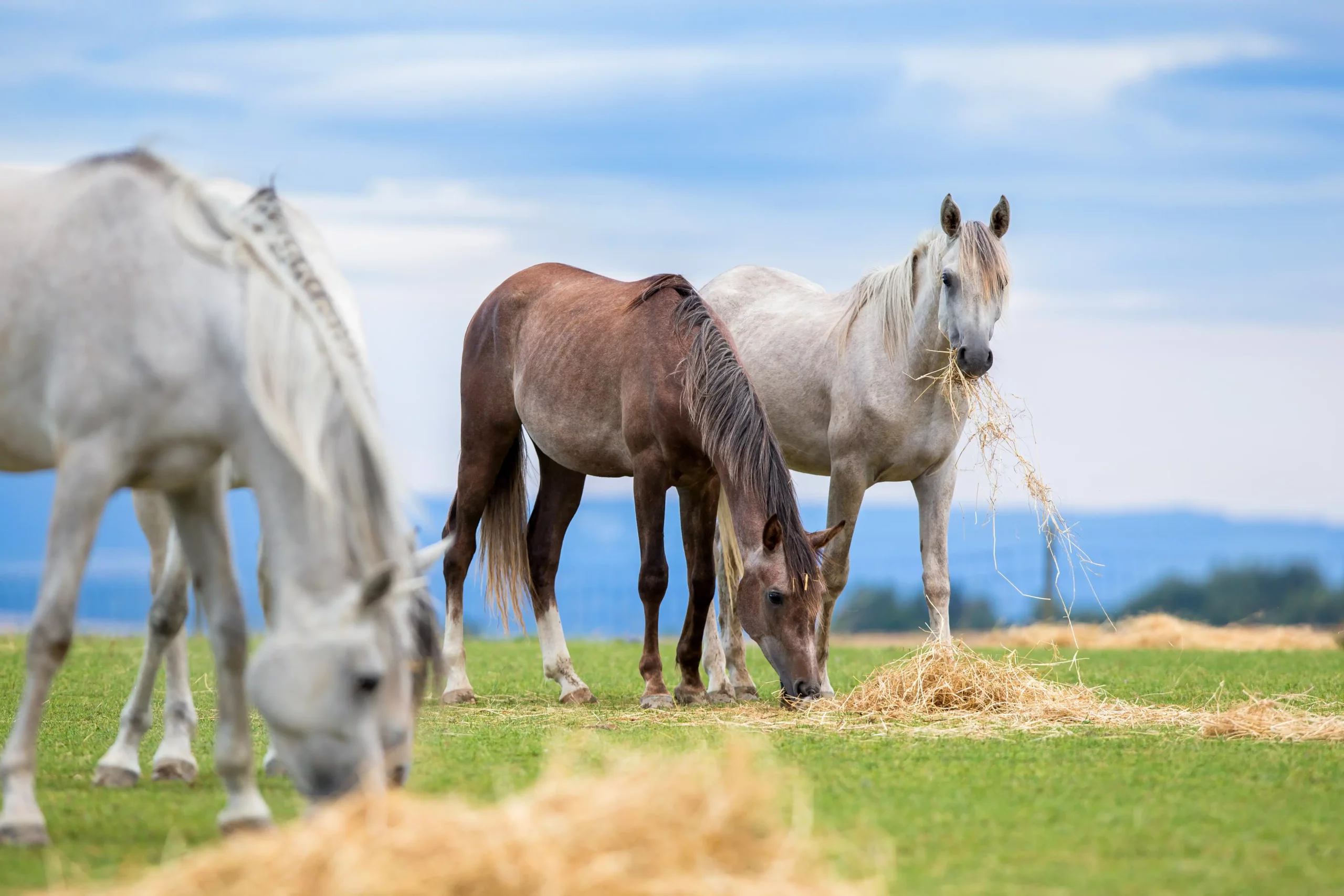 Cálculo de la ración de los caballos