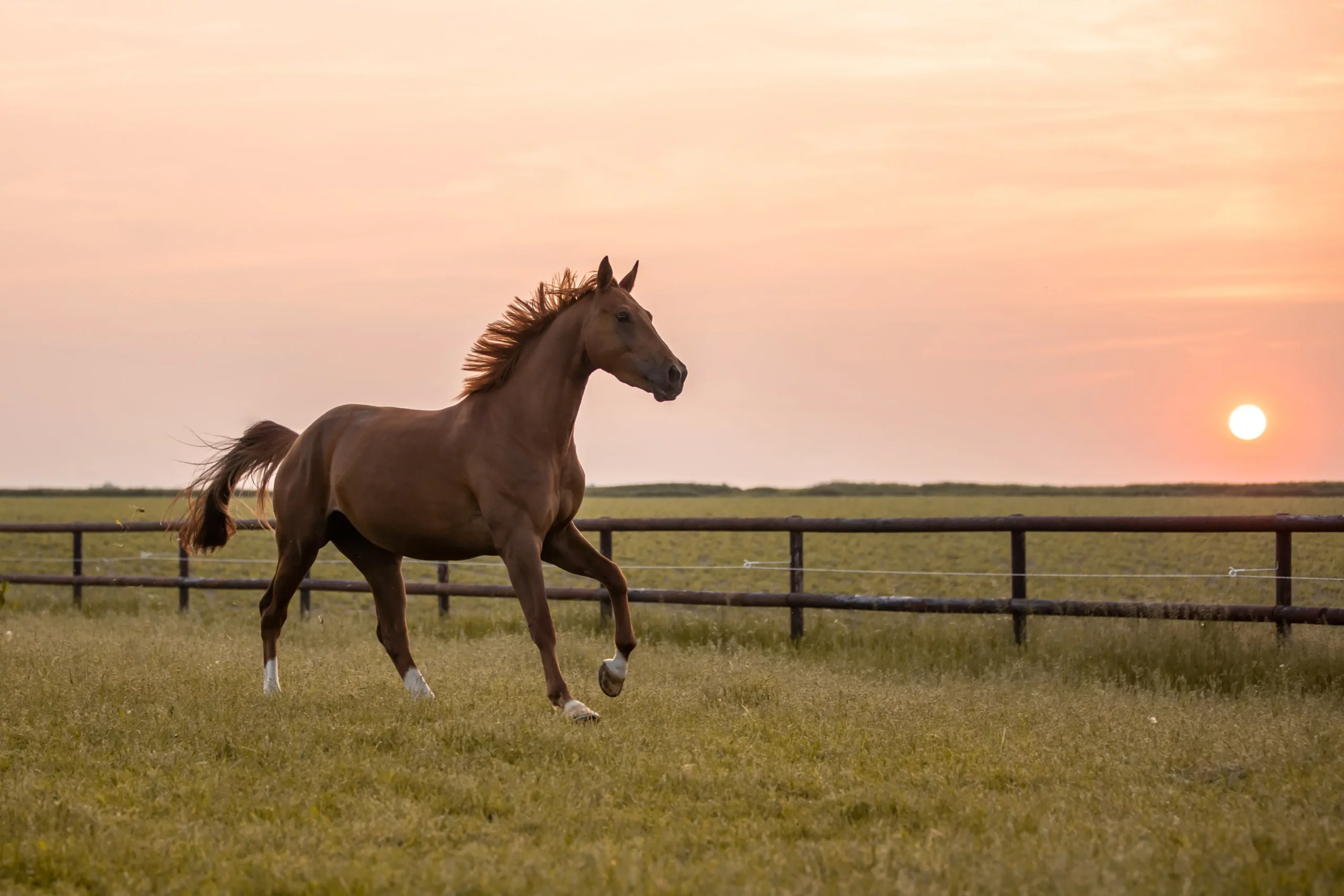 ¿Cuánto cuesta realmente un caballo? Sanoanimal Conocimiento del caballo