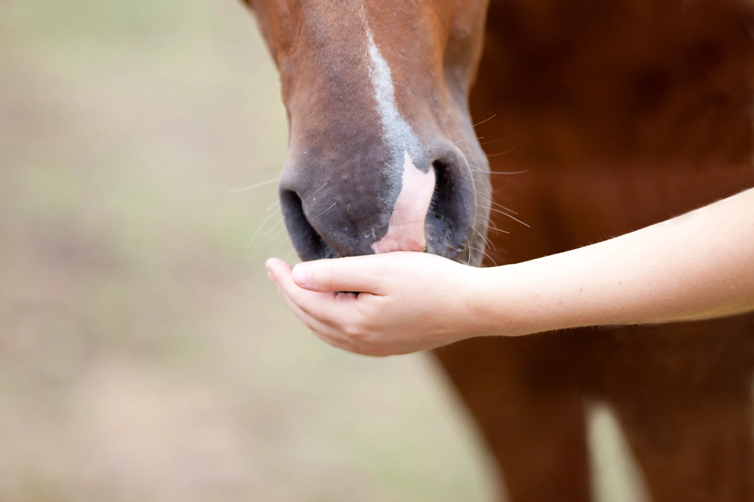 Suministrar alimento o medicamentos al caballo