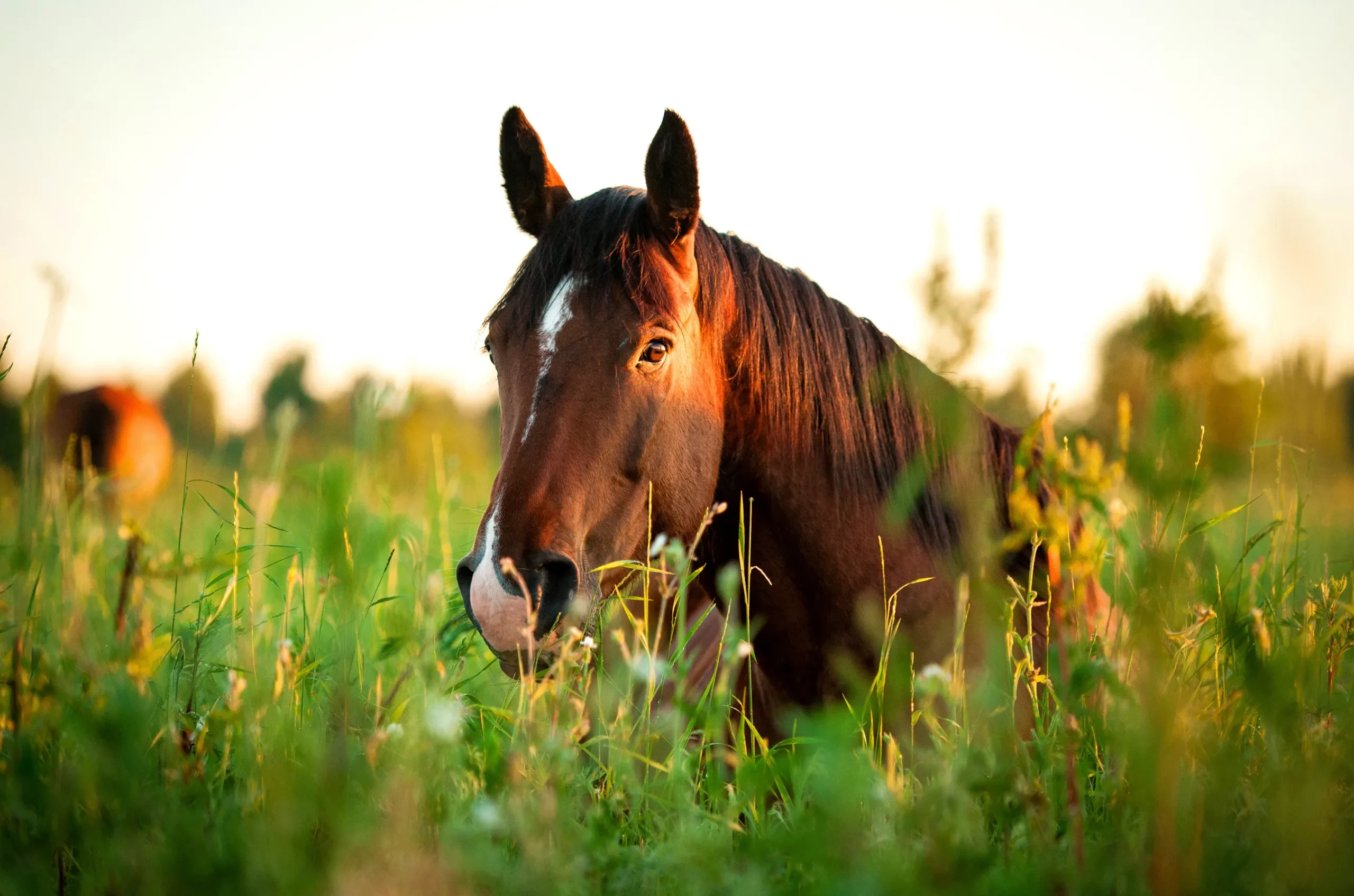 Problemas respiratorios tos de caballo