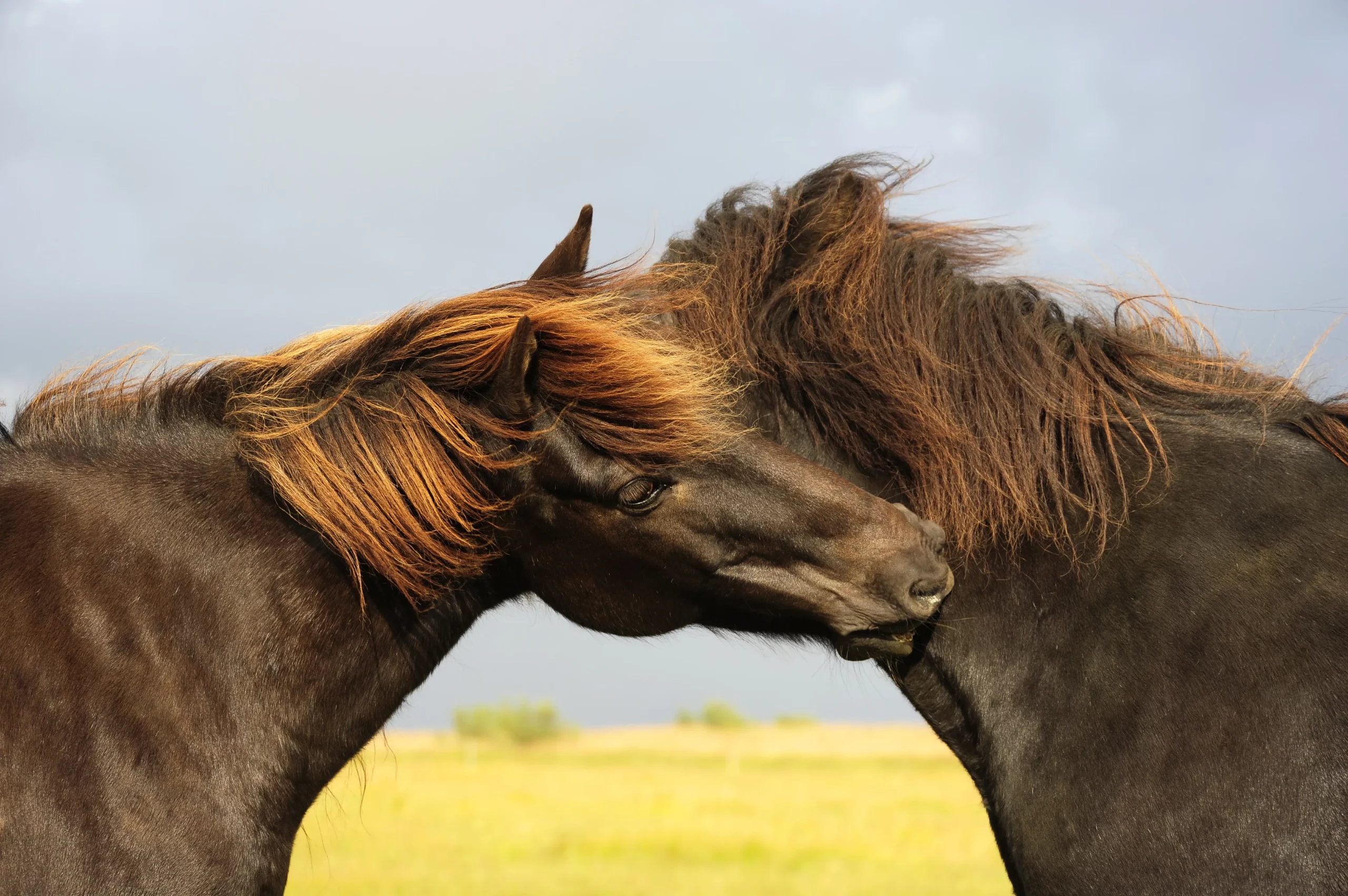 Trastorno del intestino caballo