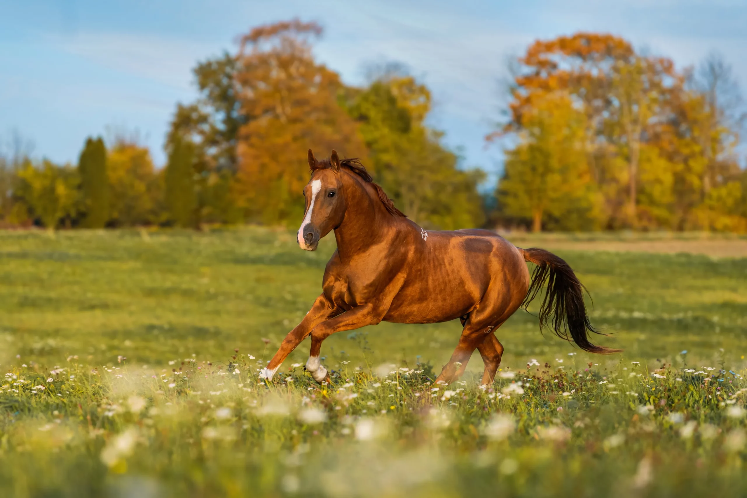 Alergias en caballos Sanoanimal Conocimiento del caballo